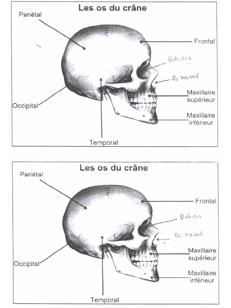Les os du crane | PDF