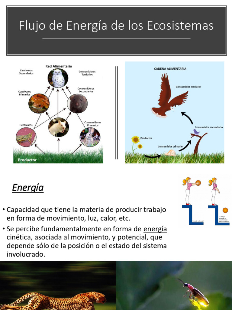 6 Flujo de Energia en Los Ecosistemas Completa | PDF | Depredación ...
