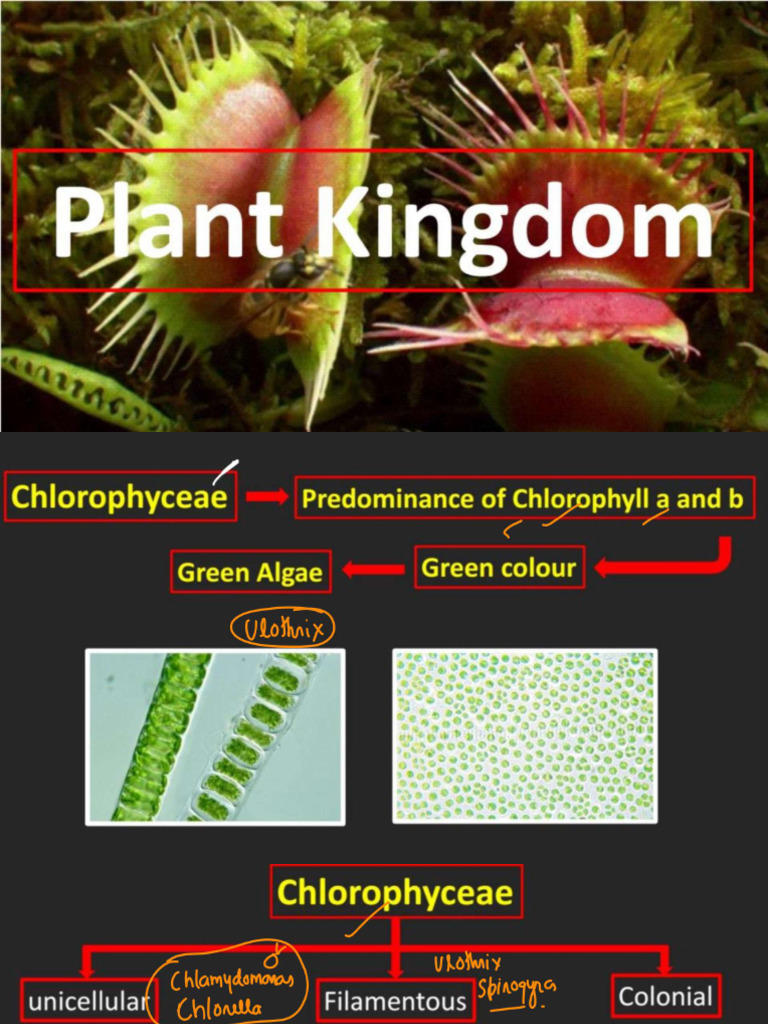 plant kindom (part-3)_compressed | PDF