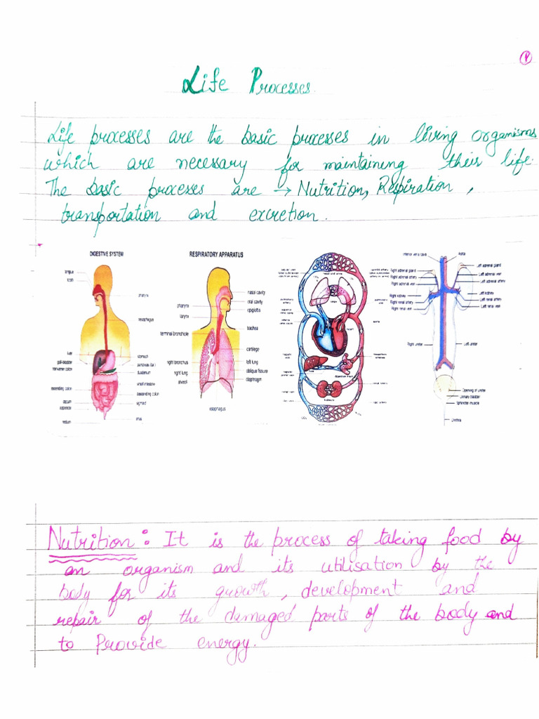 Life Processes | PDF