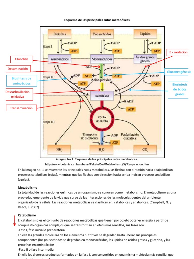 Principales rutas metabolicas.