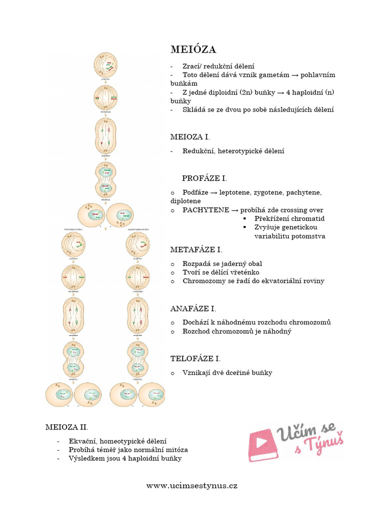 Meioza Deleni Bunek 1630662584 | PDF