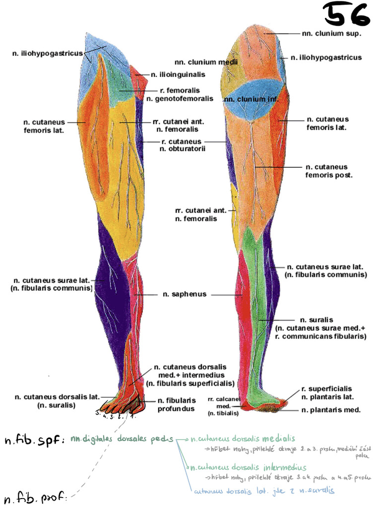Senzitivní Inervace DK | PDF