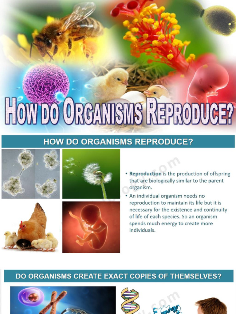 X How Do Organisms Reproduce | PDF