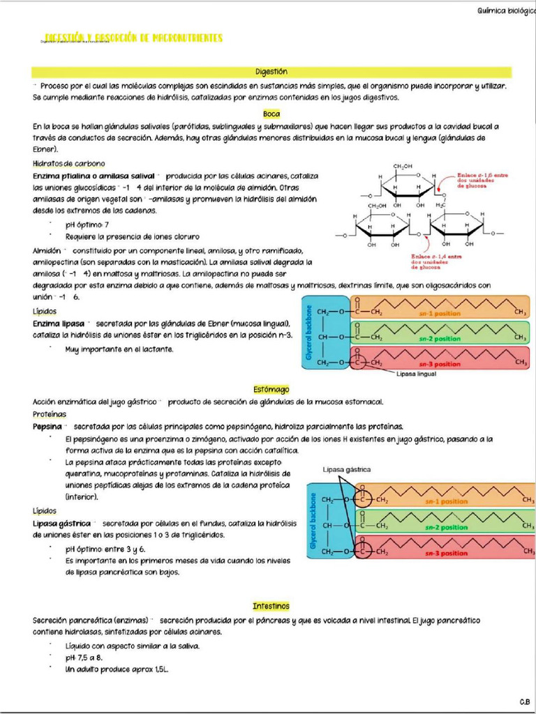 digestion macronutrientes | PDF