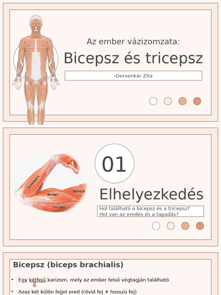 Bicepsz És Tricepsz | PDF