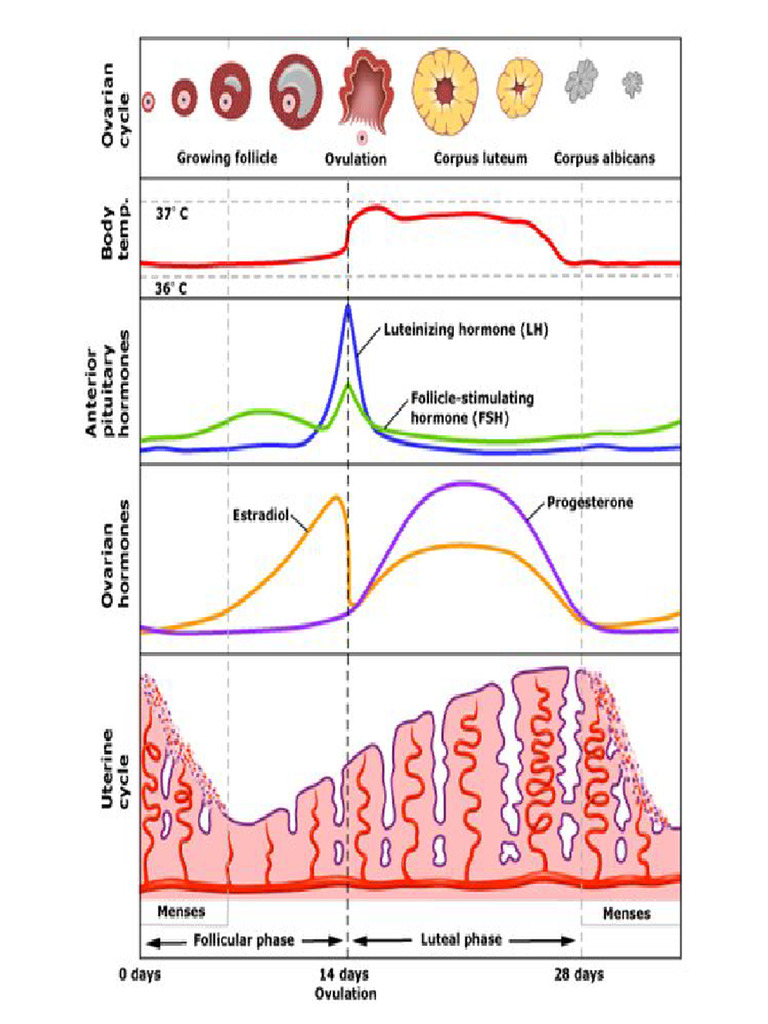 Menstrual Cycle Diagram | PDF