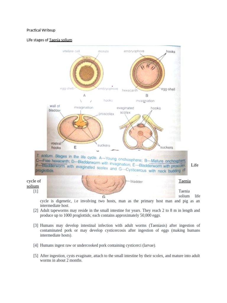 Taenia solium Life Cycle Explained | PDF