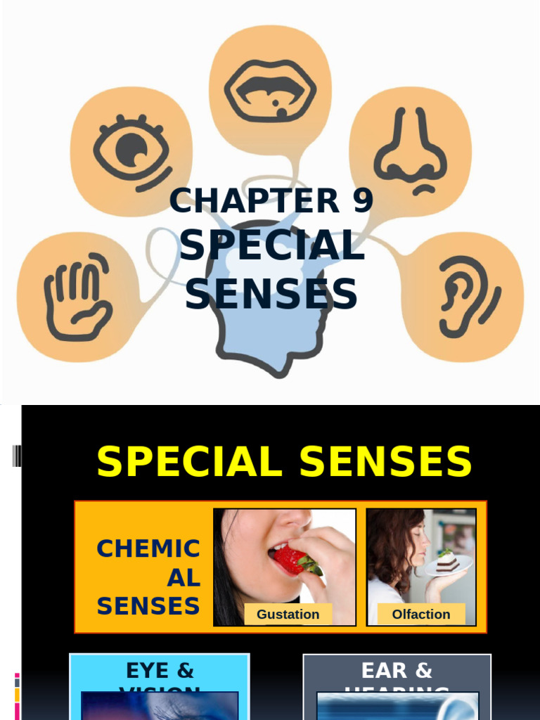 Chapter 9 - Senses | PDF | Ear | Taste