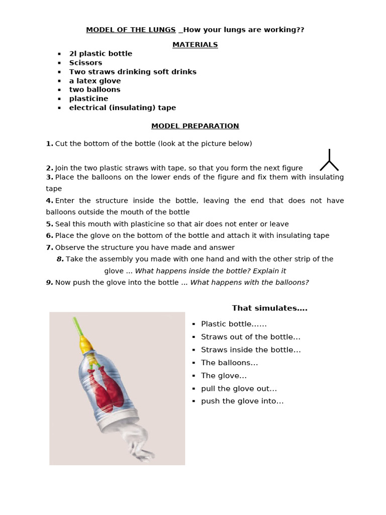 Lung Model Construction Guide | PDF