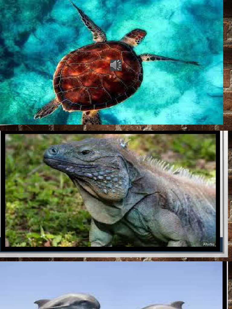 Animal Presentation Overview | PDF