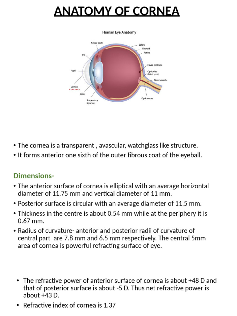 Cornea Anatomy and Function Explained | PDF | Cornea | Epithelium