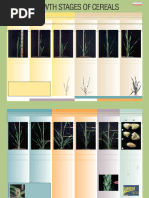Cereal Growth Stages Guide | PDF | Sowing | Wheat