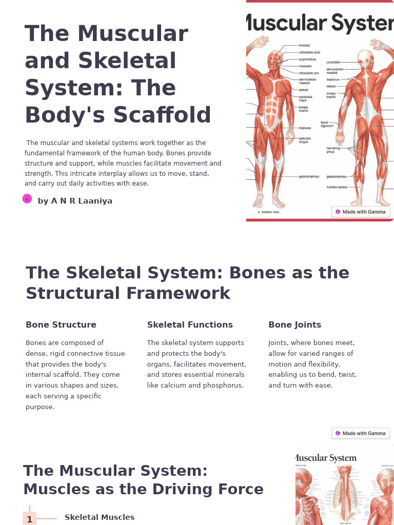 Bio Final Ppt | PDF | Muscle | Skeleton
