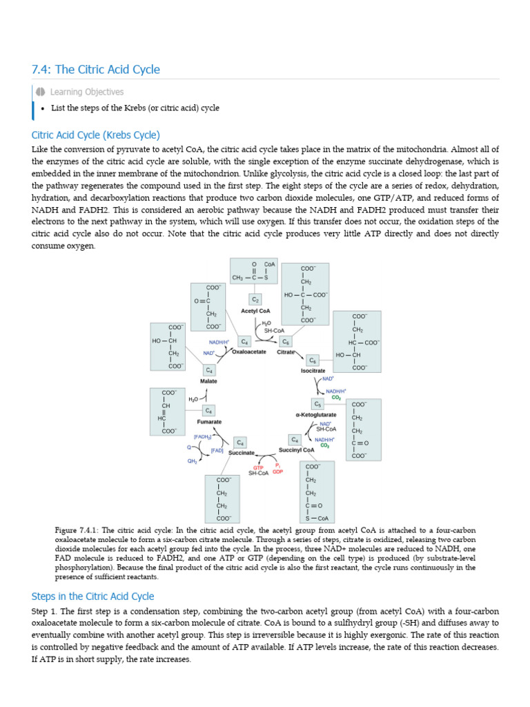 Steps of the Citric Acid Cycle Explained | PDF | Diet & Nutrition ...