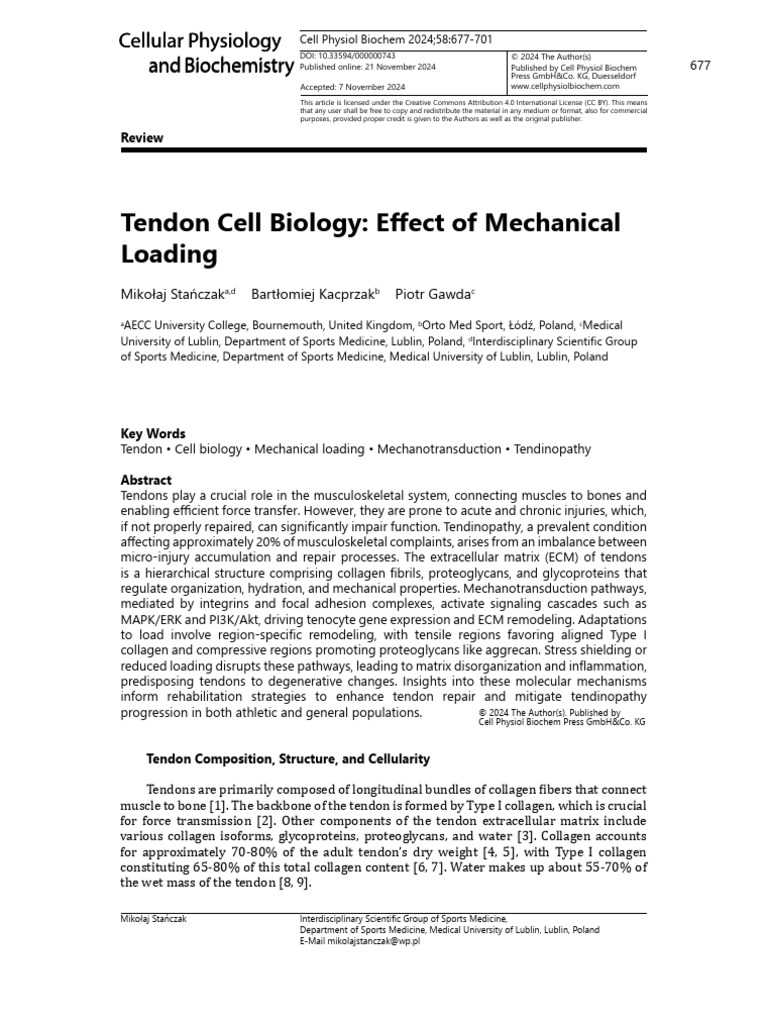 Tendon Cell Biology: Effect of Mechanical Loading | PDF | Tendon ...