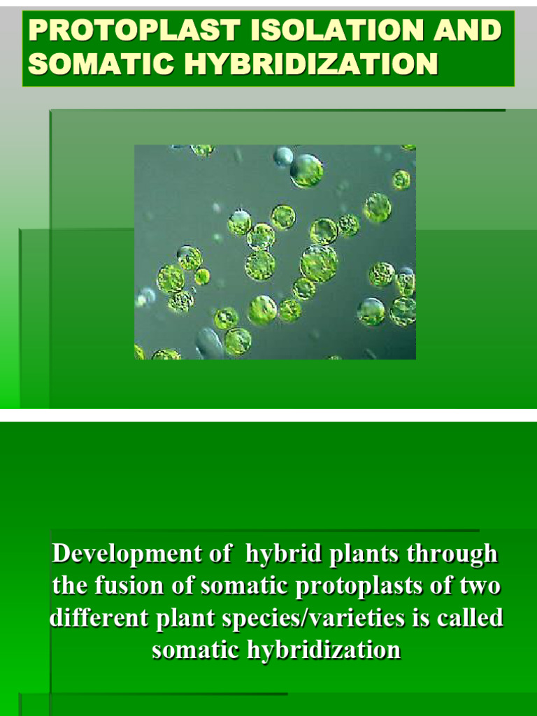 Protoplast Isolation and Hybridization | PDF