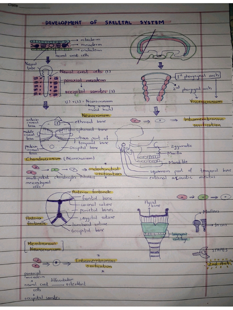 Development of Skeletal System | PDF