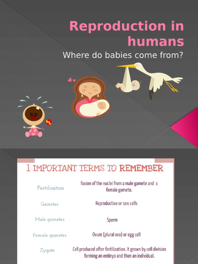 Human Reproduction Explained | PDF | Menstrual Cycle | Reproductive System