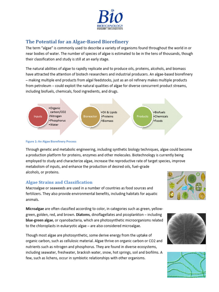 Potential of Algal Biomass | PDF | Biofuel | Algae