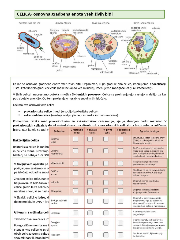 DL - Primerjava - ZGRADBA CELICE - 23 - BIO9 | PDF