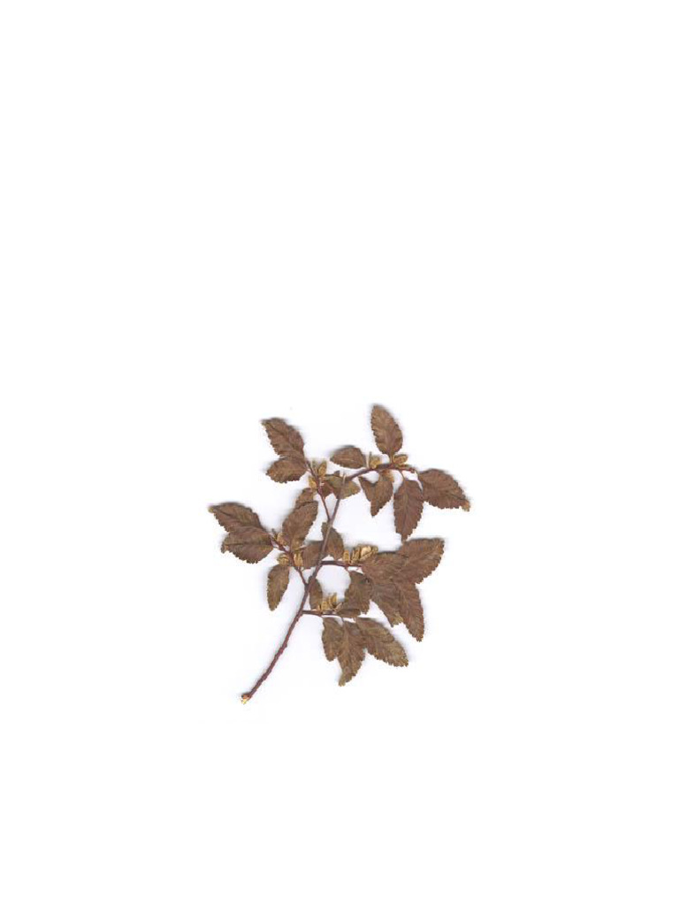 Características de láminas papiraceas en Hamamelidae | PDF | Plantas ...