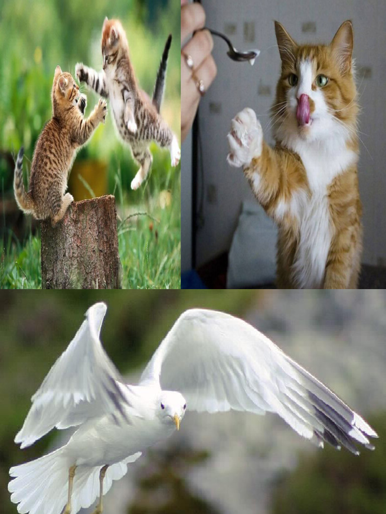 Animal Body-Parts-Ppt-Activities-Promoting-Classroom-Dynamics-Group ...