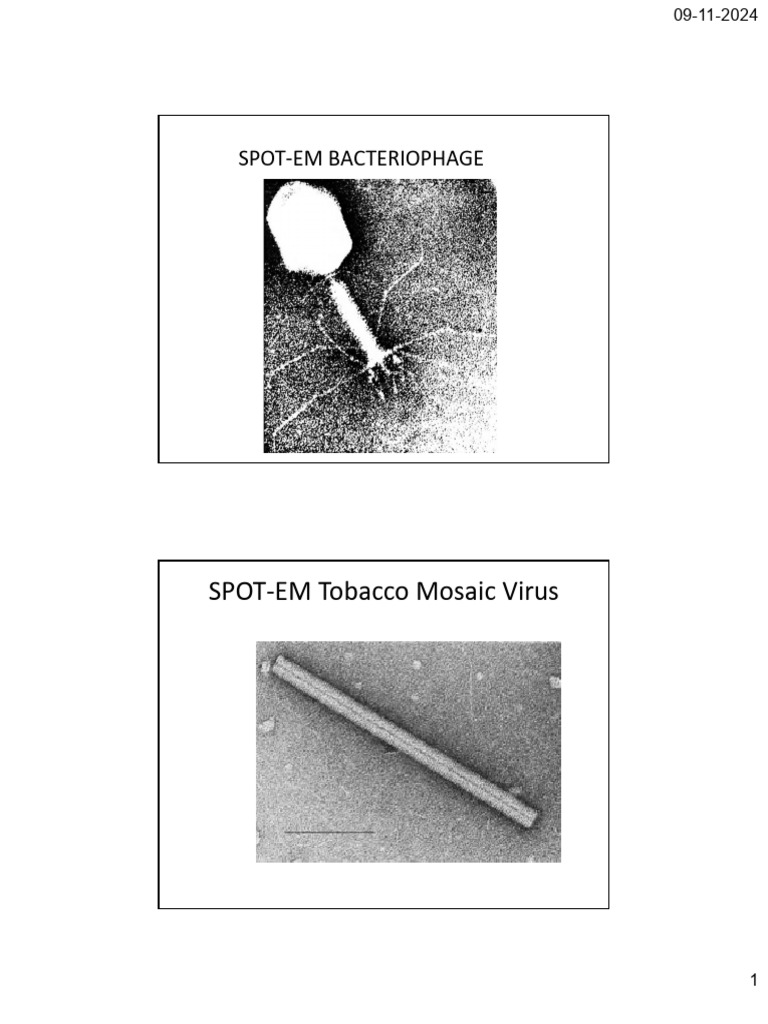Ils Plant Diversity and Systematics Practical Spots | PDF