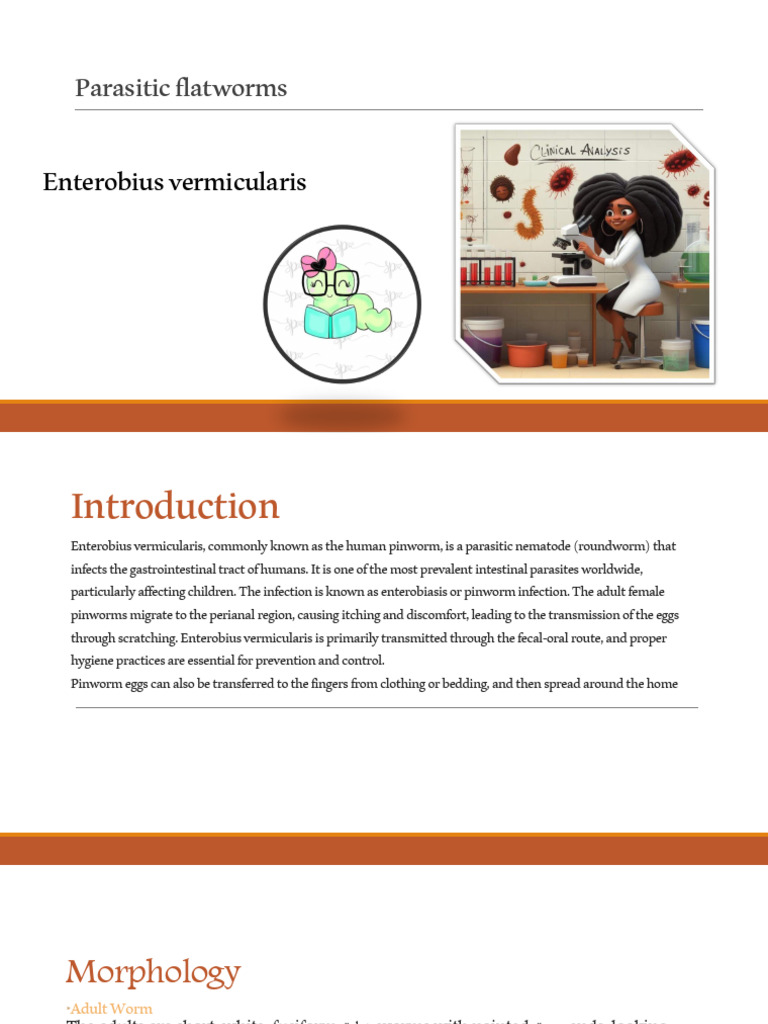 Enterobius Vermicularis: Pinworm Overview | PDF | Diseases And ...
