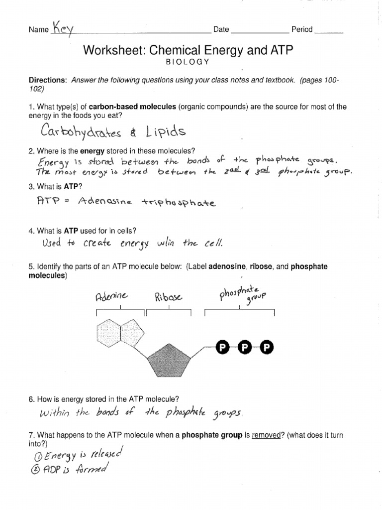 Atp Cycle Ws - Key | PDF