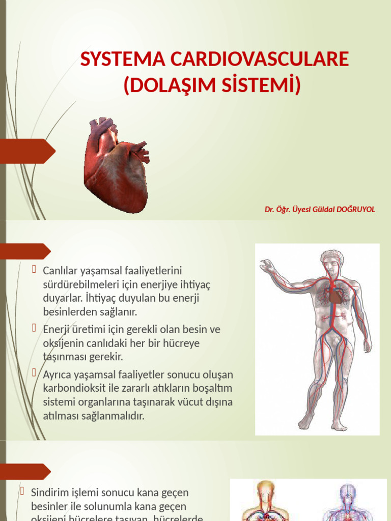 Systema Cardiovasculare (Dolaşım Sistemi) (Otomatik Kaydedildi) | PDF