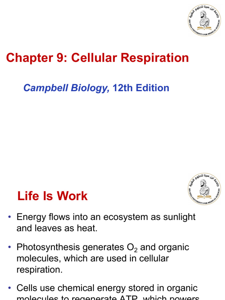 Cellular Respiration 2 | PDF | Glycolysis | Adenosine Triphosphate