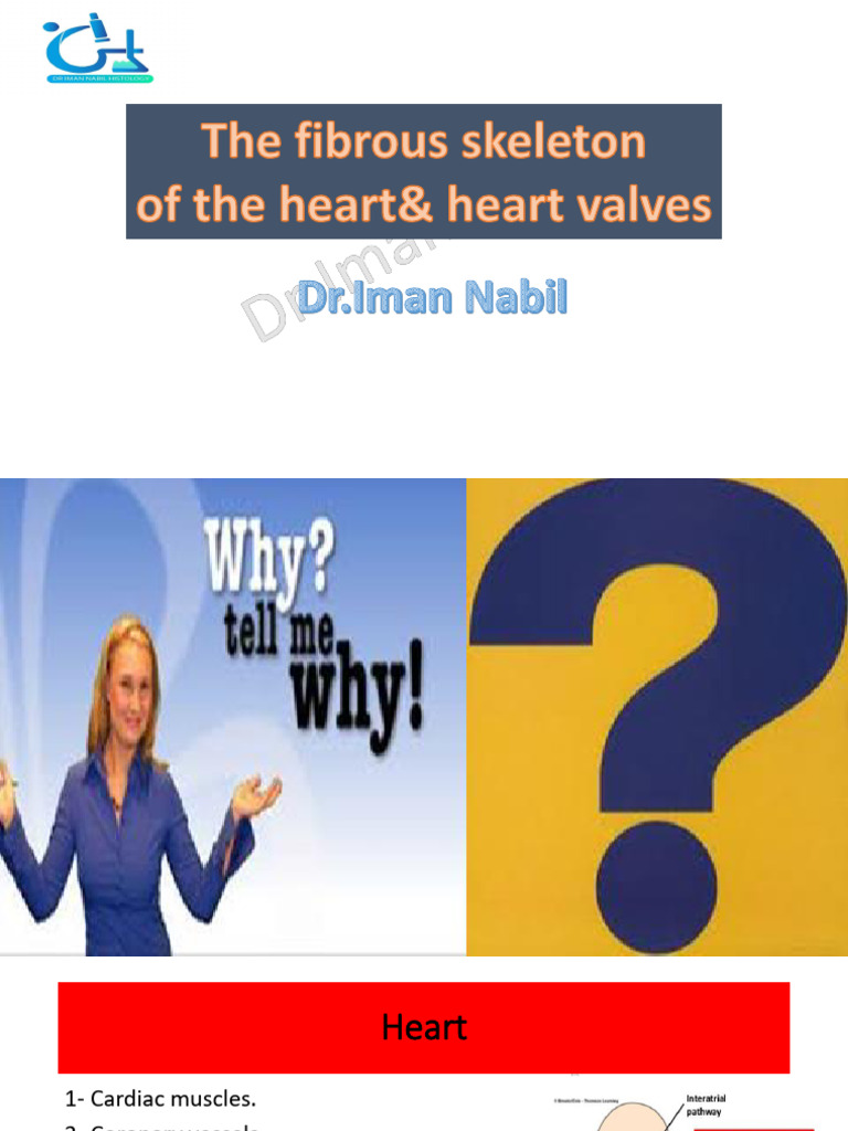 Fibrous Skeleton of The Heart& Heart Valves | PDF