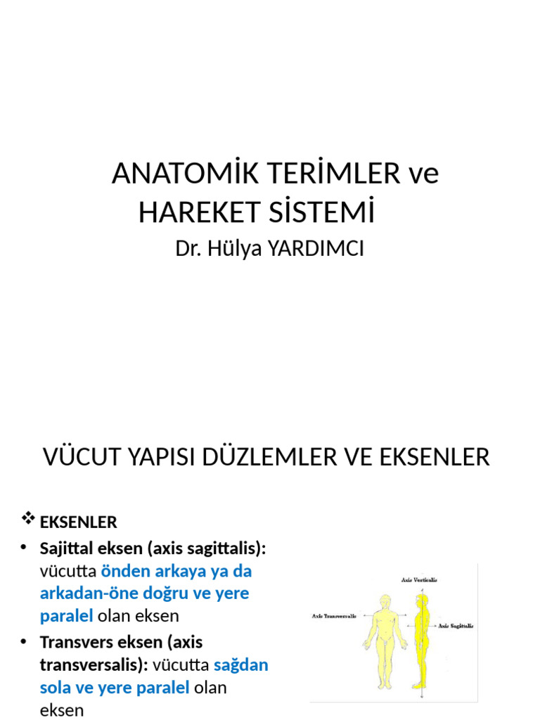 2.anatomik Terimler Ve Hareket Sistemi | PDF