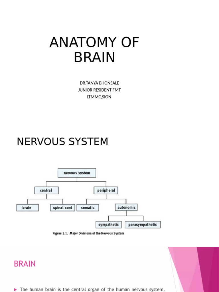 Anatomy of Brain | PDF