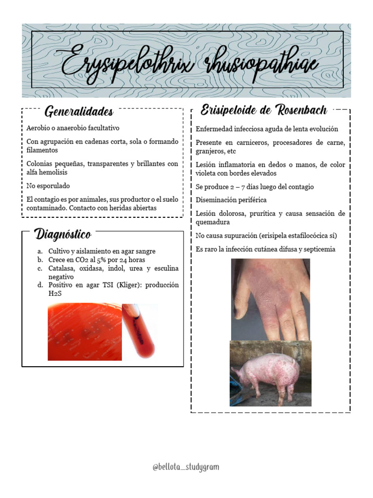 Erysipelothrix Rhusiopathiae | PDF