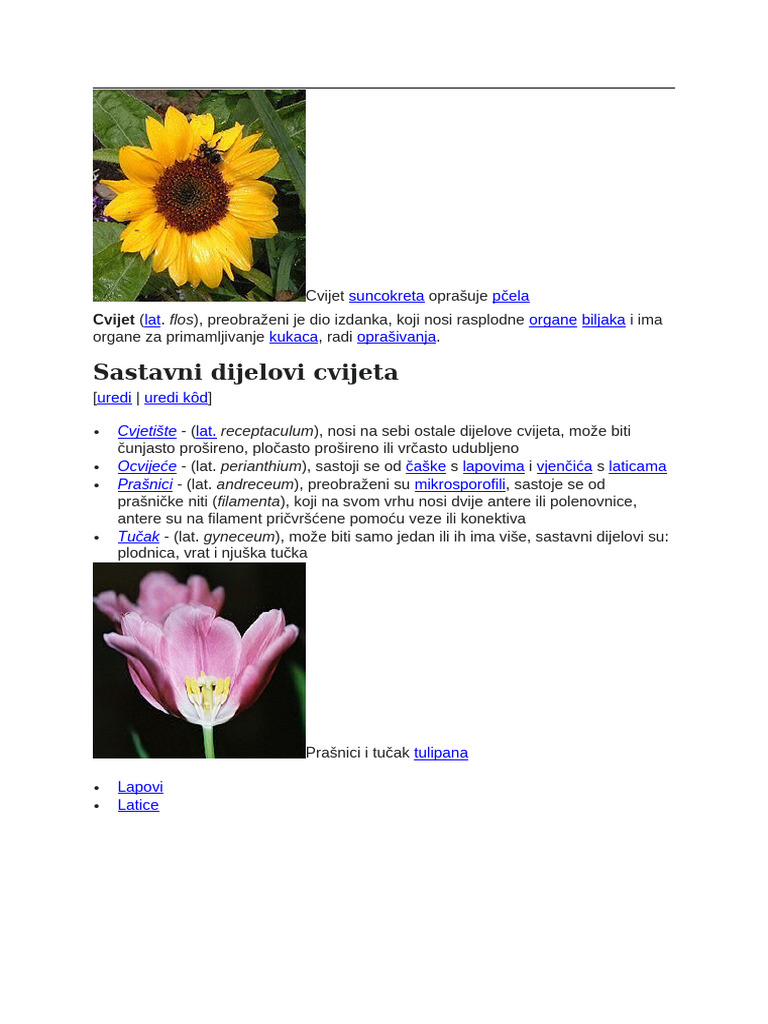 Cvijet | PDF