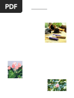 DLL Matatag - Science 5 Q2 W4 | PDF | Seed | Flowers