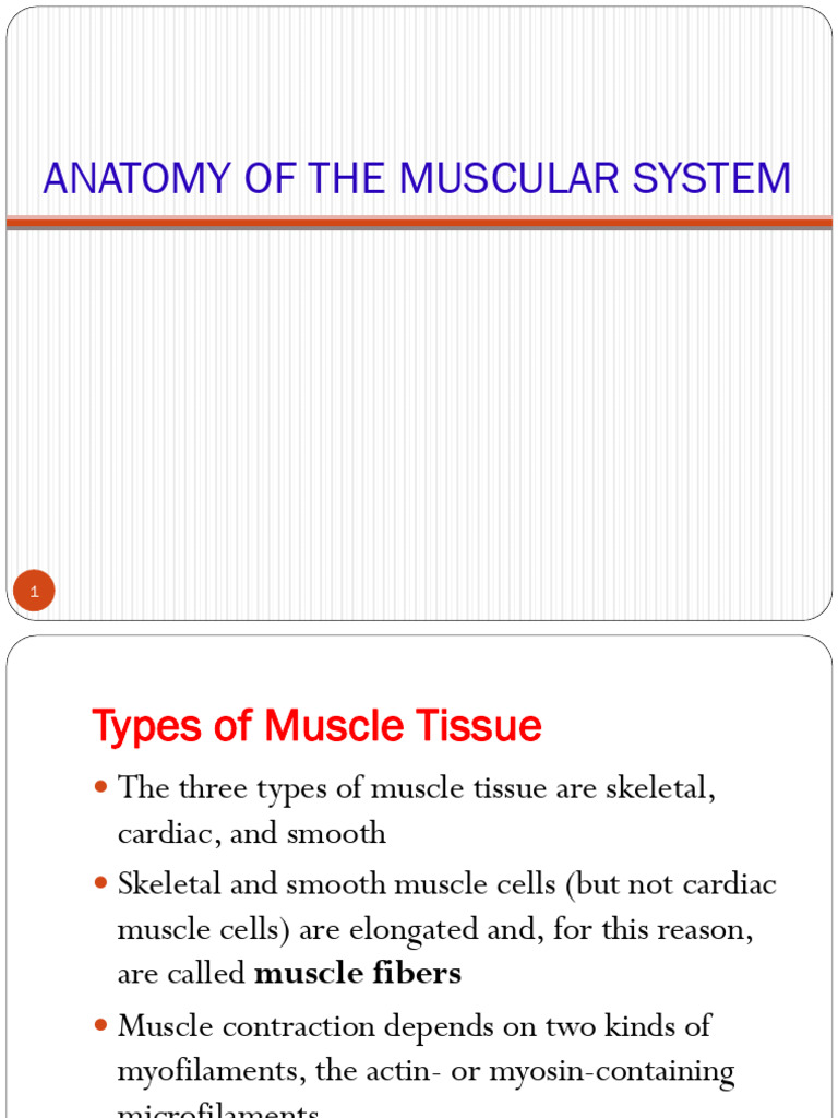 Anatomy of Muscular System For Env | PDF | Human Leg | Foot