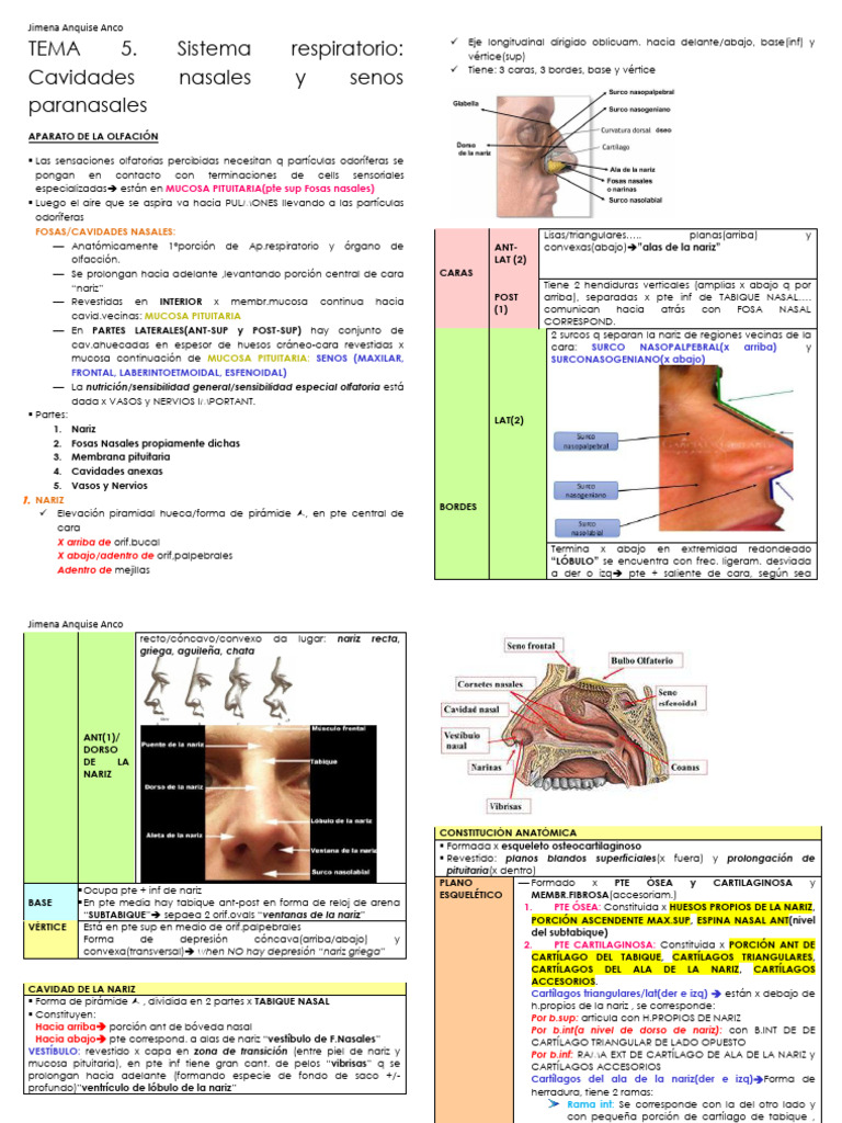 TEMA 5. CAVIDADES NASALES Y SENOS PARANASALES | PDF | Nariz humana | Sistema esquelético