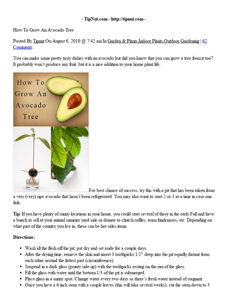 How To Plant An Avacado Tree | PDF | Avocado | Soil