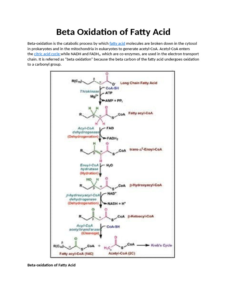 Beta Oxidation of Fatty Acid | PDF | Citric Acid Cycle | Chemistry