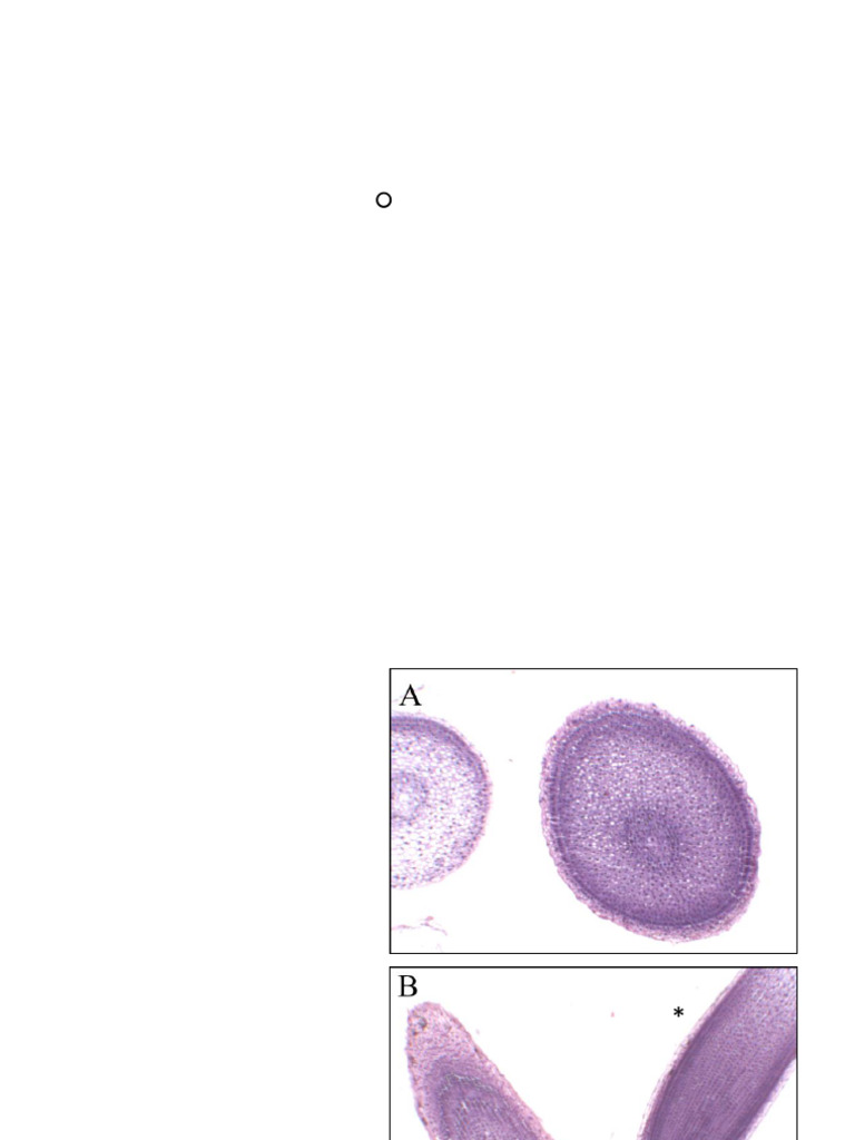 Introductorio Práctico N°2 Mitosis | PDF