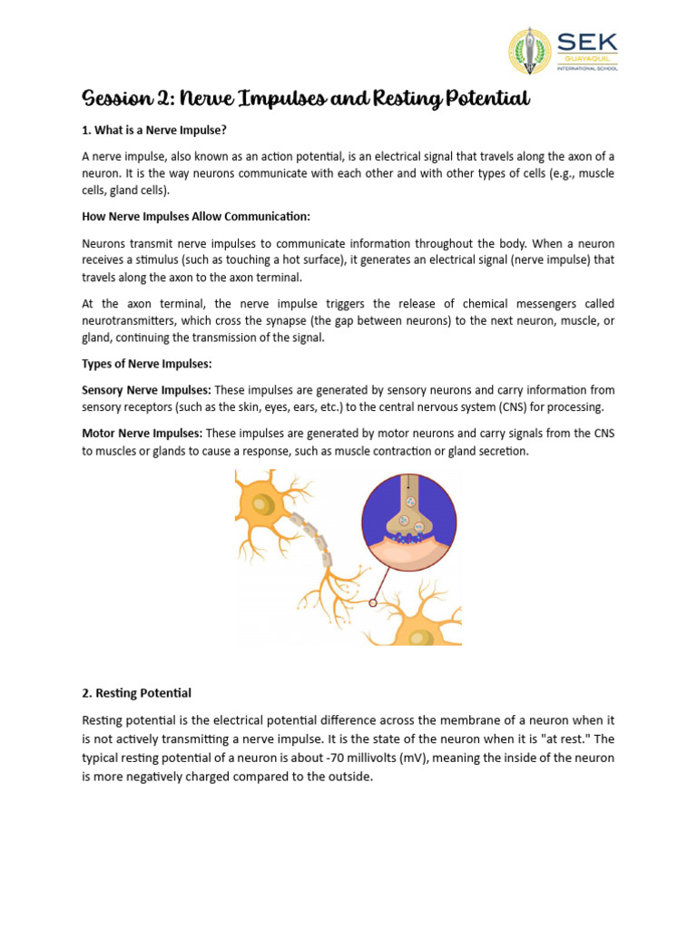Session 2 Nerve Impulses and Resting Potential | PDF | Action Potential ...
