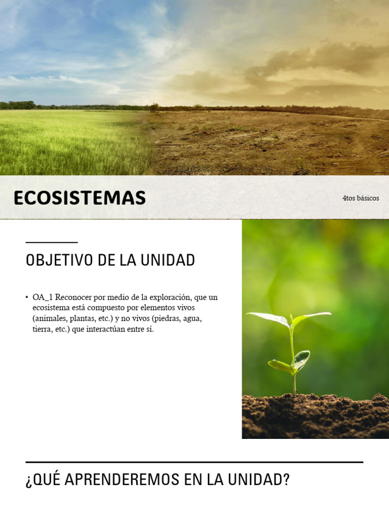 Ecosistemas 4tos basicos | PDF | Ecosistema | Organismos