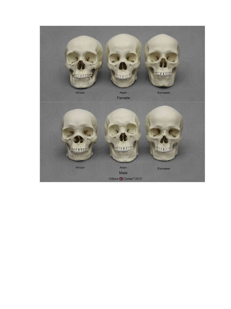 Skulls | PDF