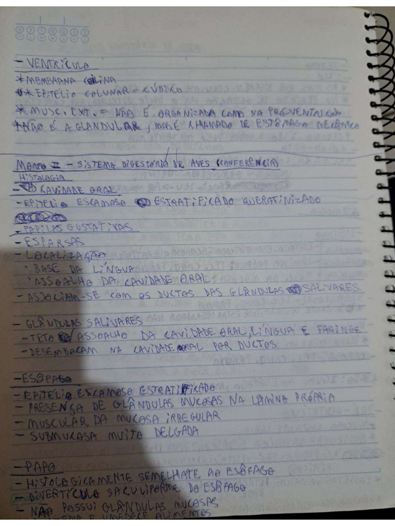 Resumo Morfo II - Sistema Reprodutório de Aves | PDF