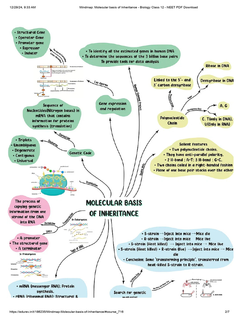 Mindmap - Molecular Basis of Inheritance - Biology Class 12 - NEET PDF Download | PDF