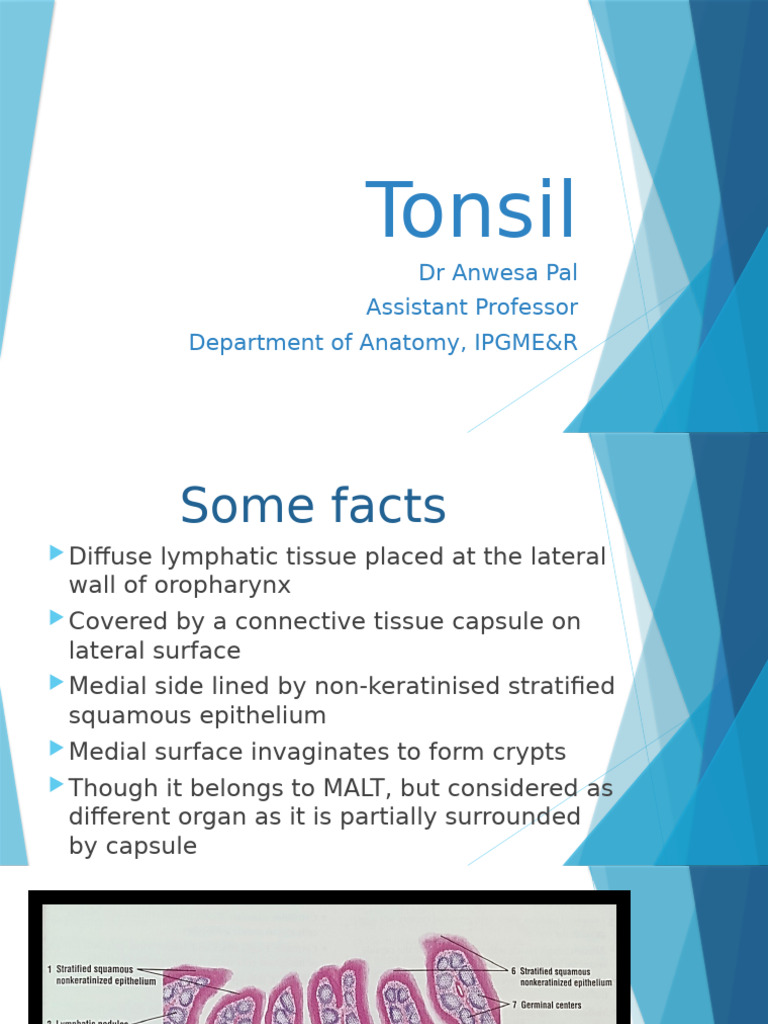 Anatomy of the Palatine Tonsil | PDF