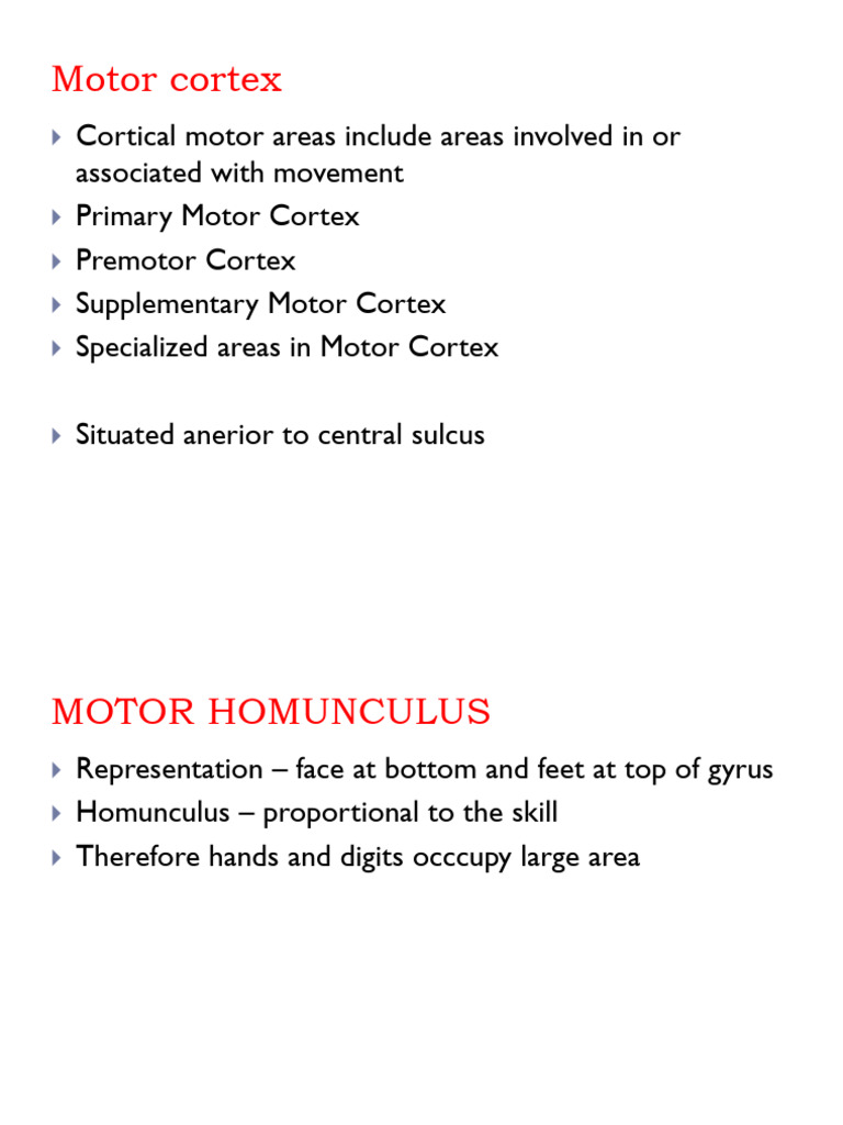 Overview of Motor Cortex Functions | PDF | Motor Neuron | Human Anatomy